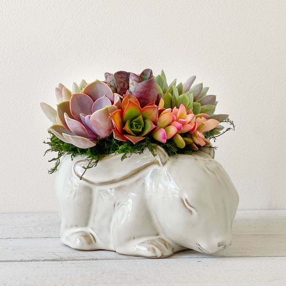 Succulent Artworks | Unique & Stunning Succulent Designs for Weddings