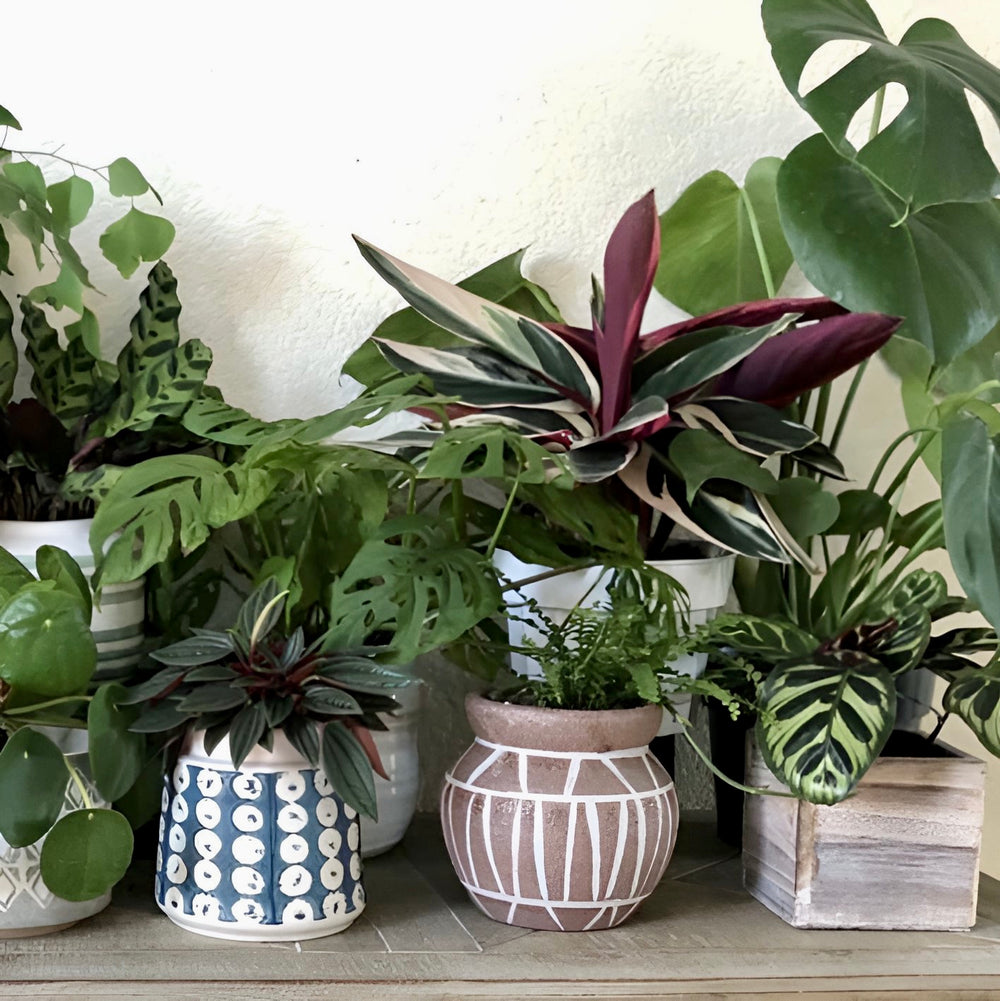 Succulent Artworks | Unique & Stunning Succulent Designs for Weddings