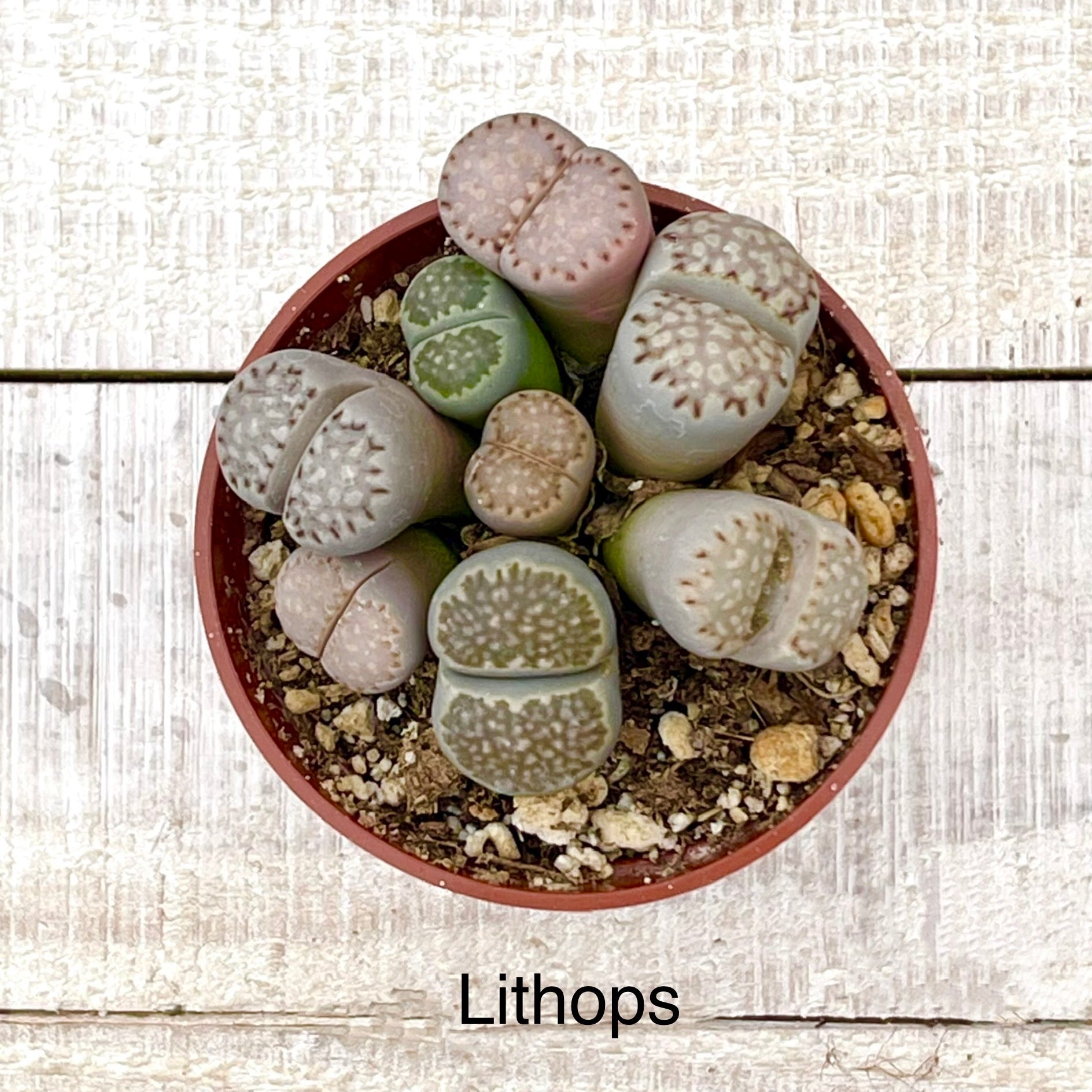 Rare Lithops Collection – Living Stone Succulents - Succulent Artworks