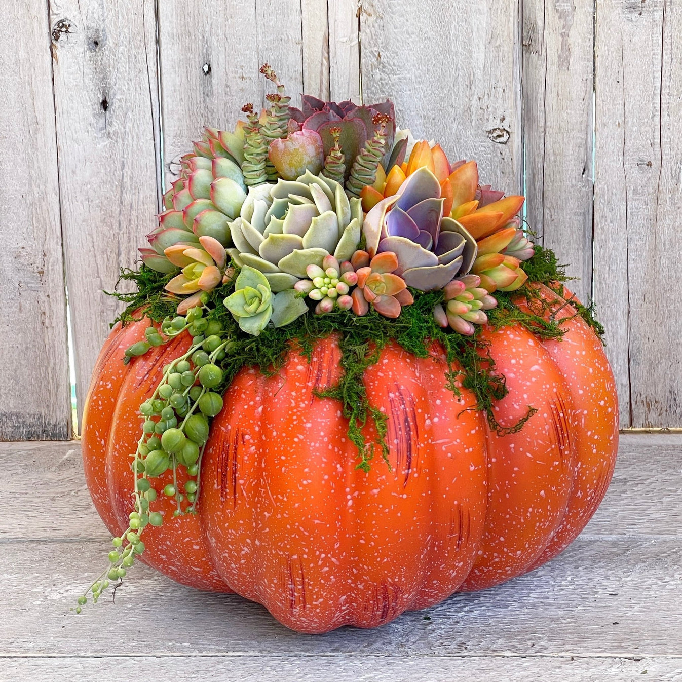 Succulent Trimmed Pumpkins – Succulent Artworks