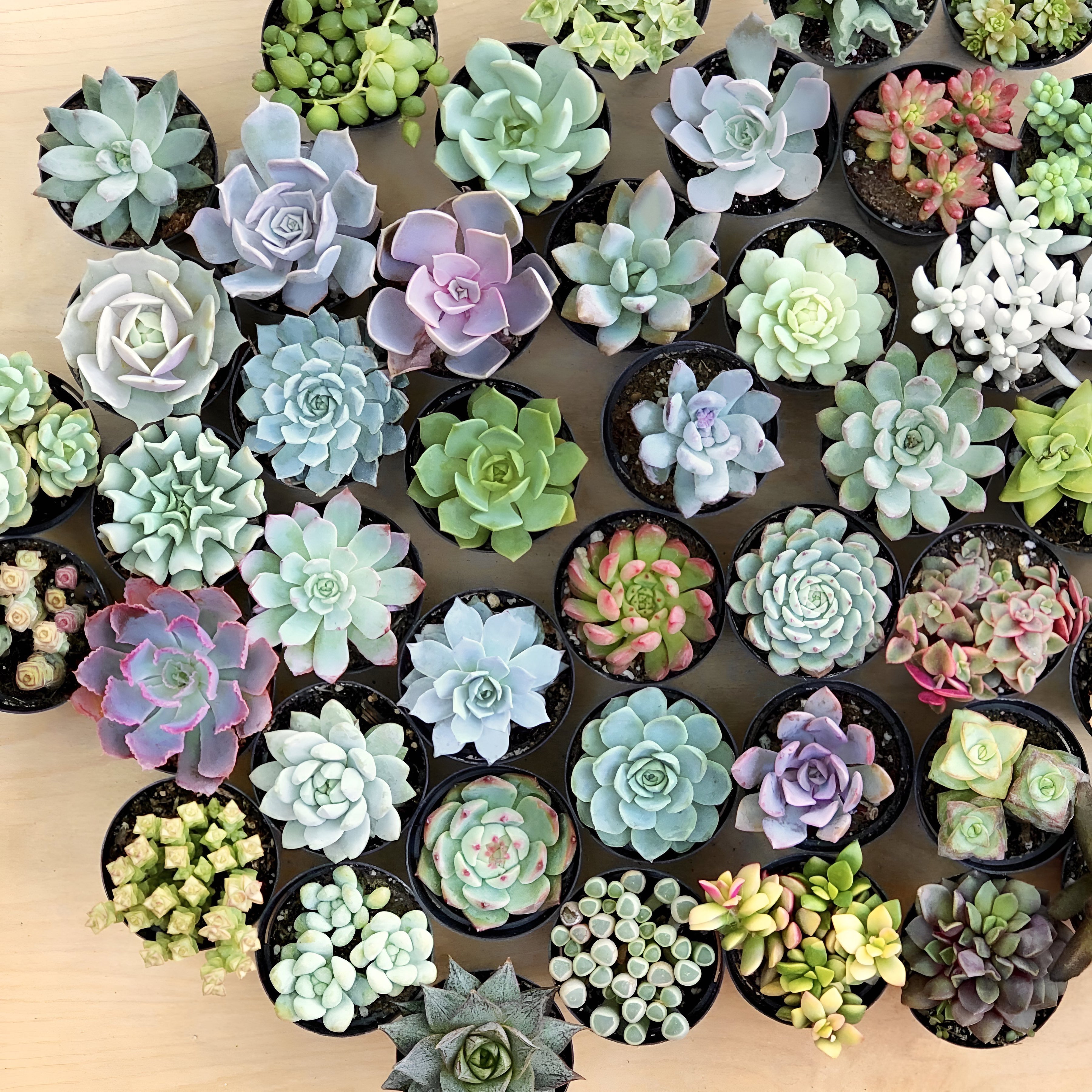 Succulent Artworks, SucculentArtworks.com,