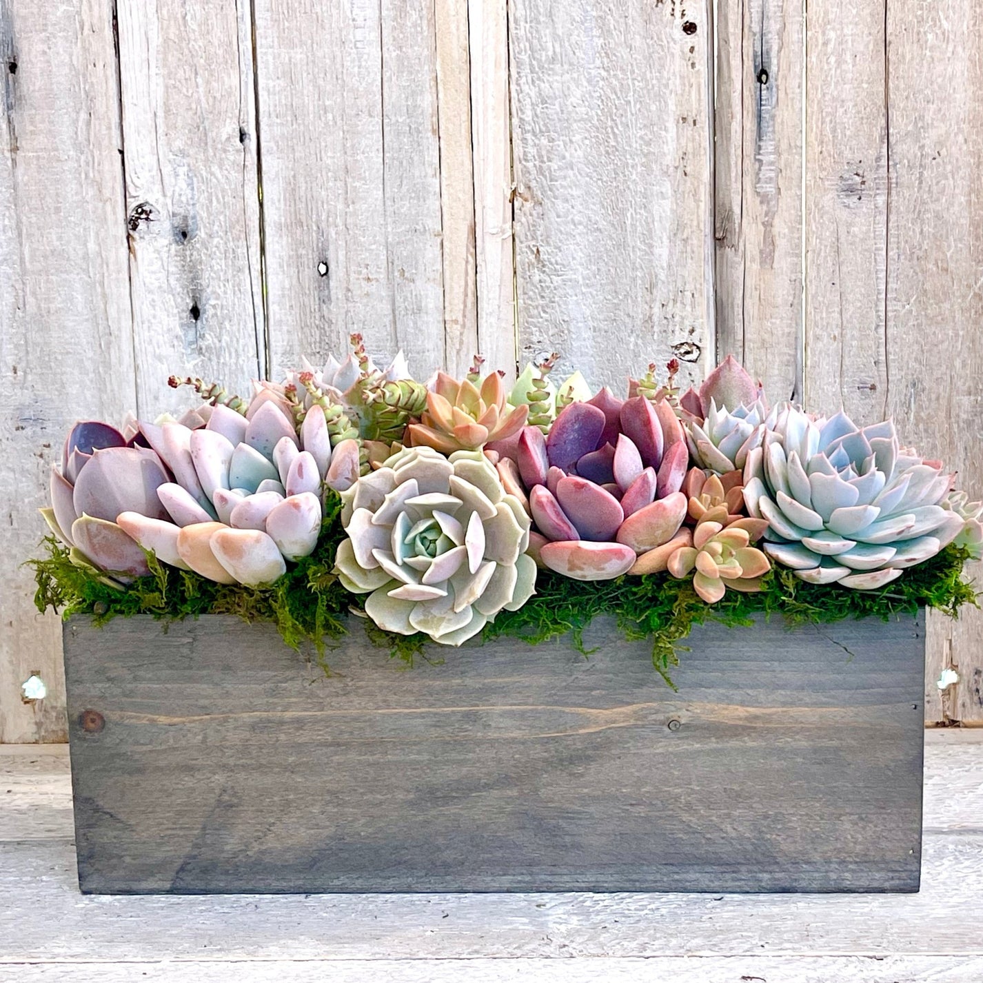 Napa Valley Planter – Succulent Artworks