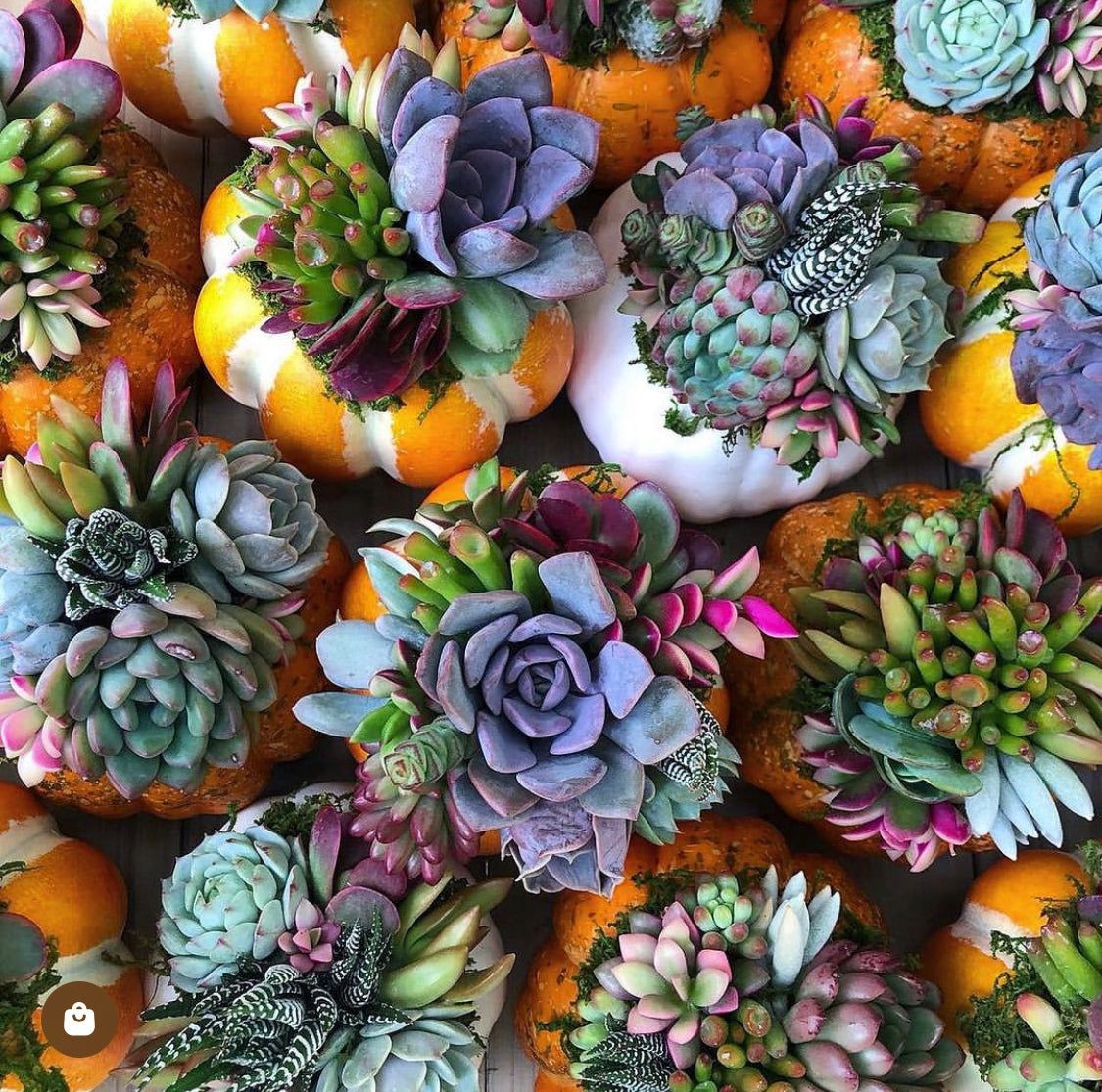 Succulent Artworks, SucculentArtworks.com,