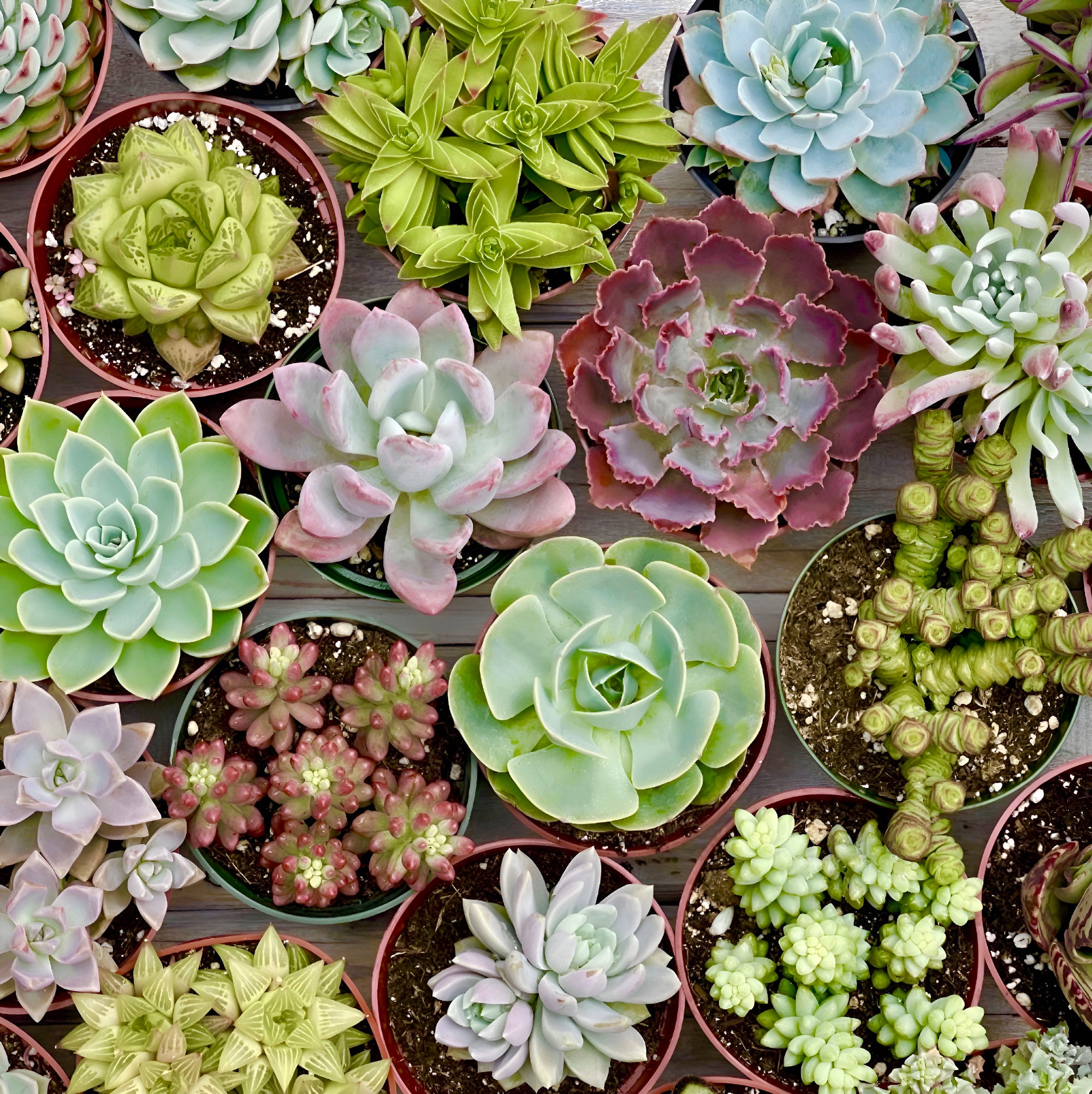 Succulent Artworks, SucculentArtworks.com,