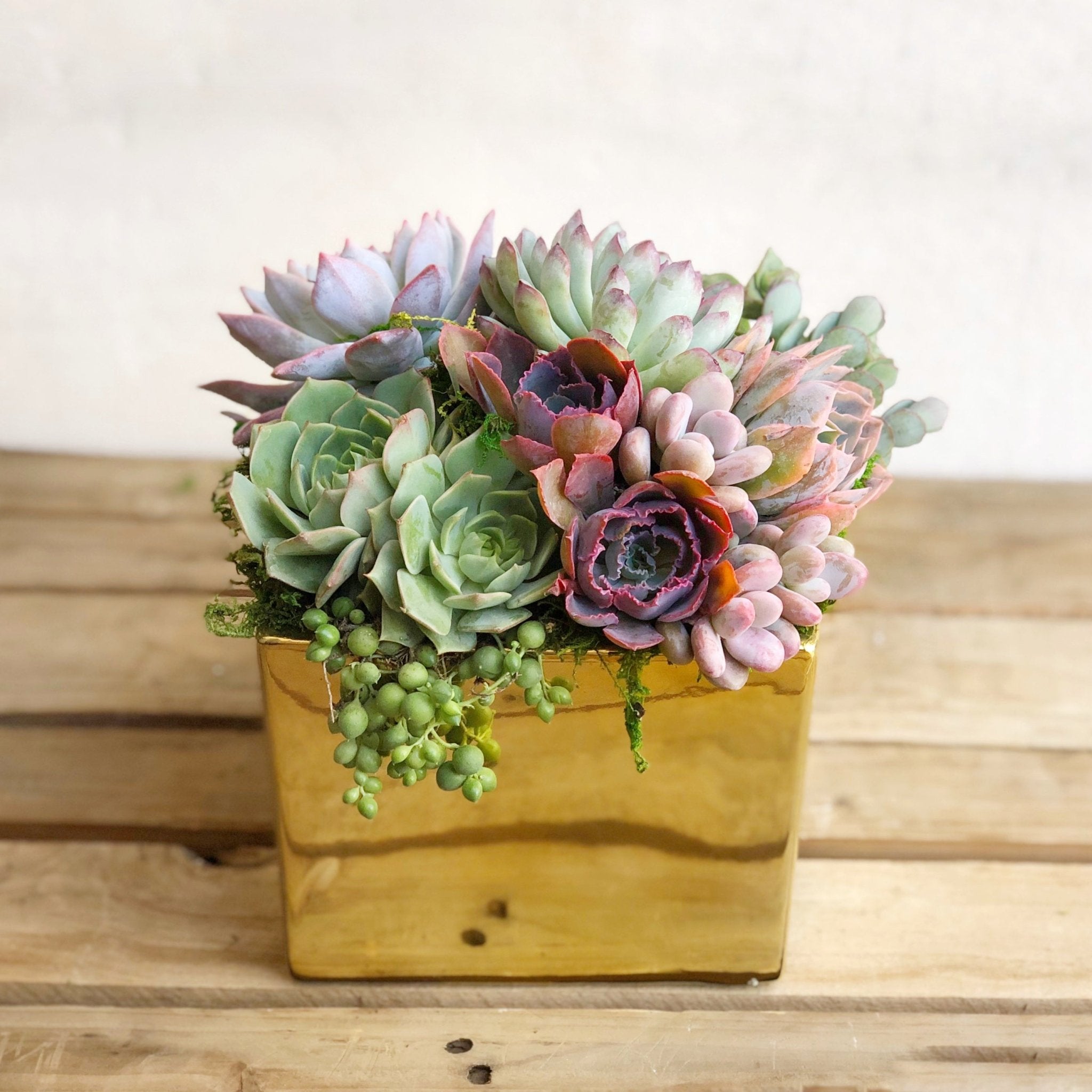 Metallic Glazed Ceramic Cube Planted with Colorful Succulents ...