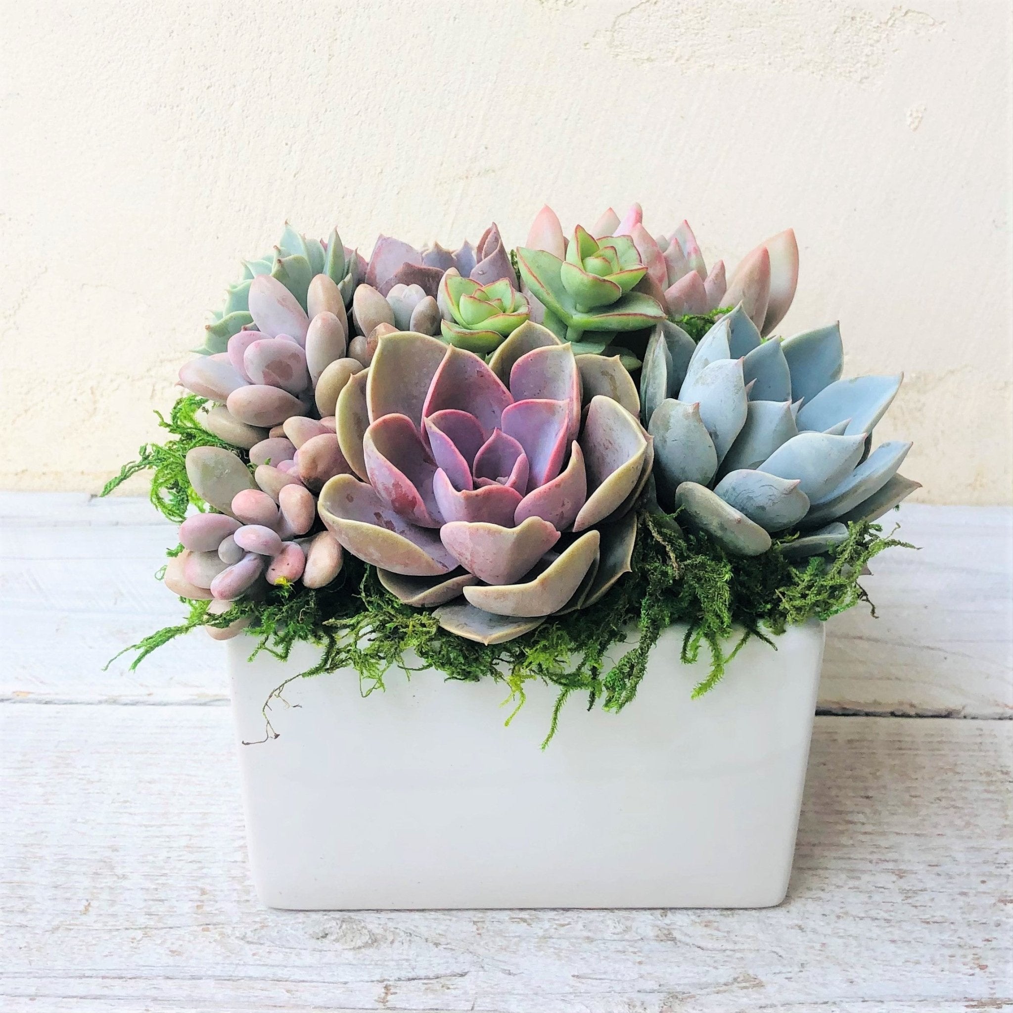 Simply Classic Ceramic Planter – Succulent Artworks
