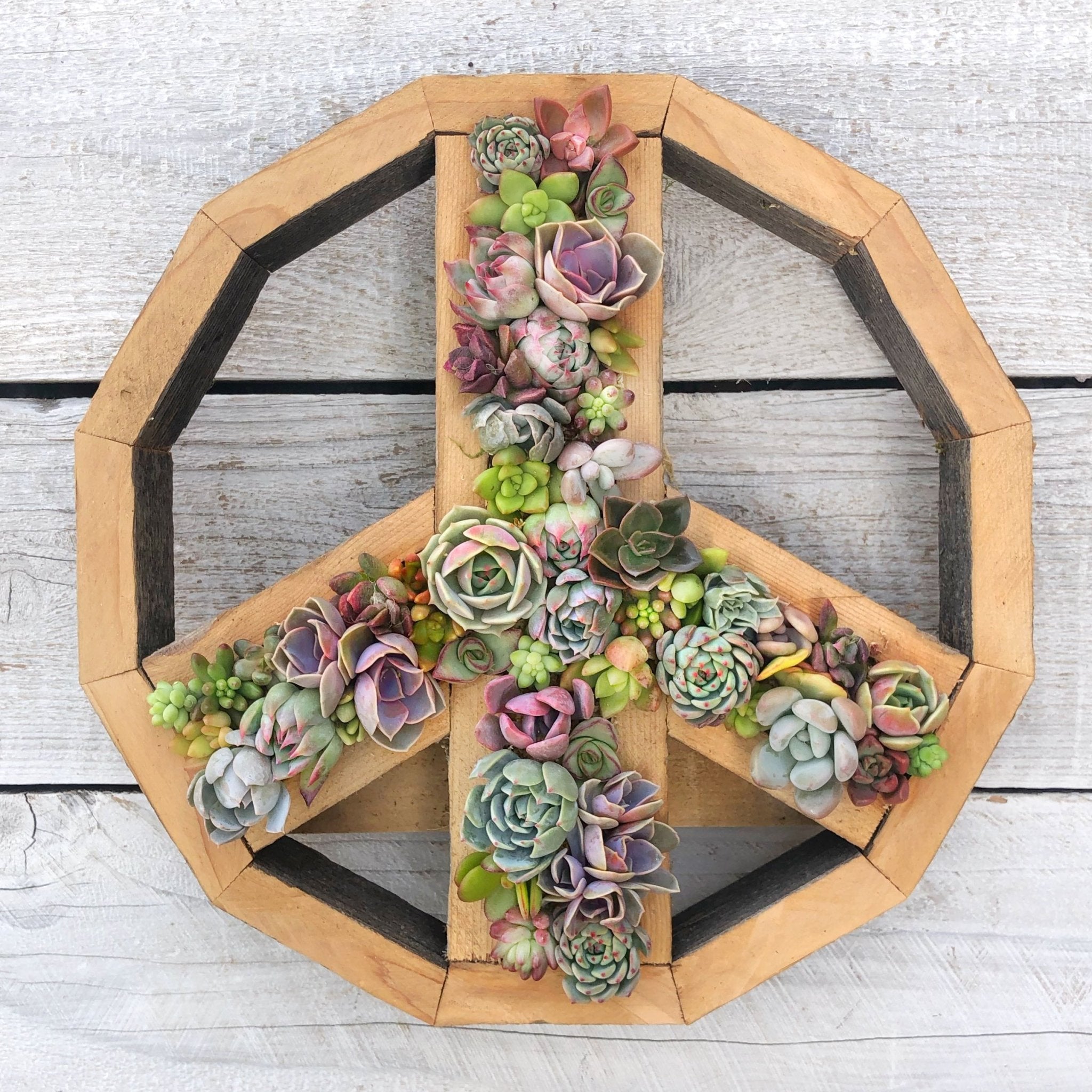 Vertical Garden Peace Sign - Succulent Artworks